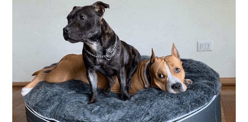 What are the Top10 Dog Breeds in New Zealand for 2021?