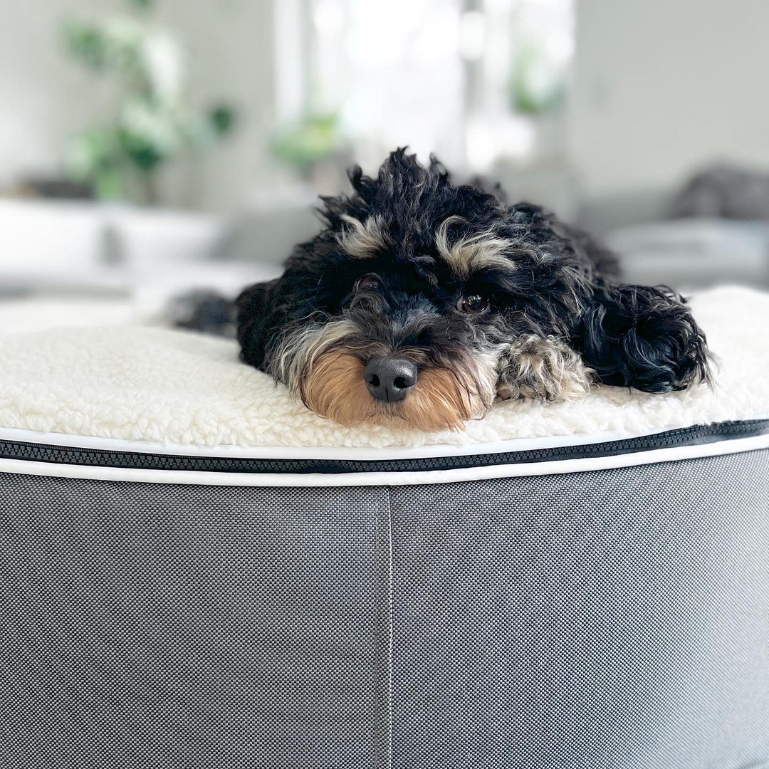 Pet Beds | Dog Beds - Designer Dog Bean Bags (Organic Cream) | Large ...